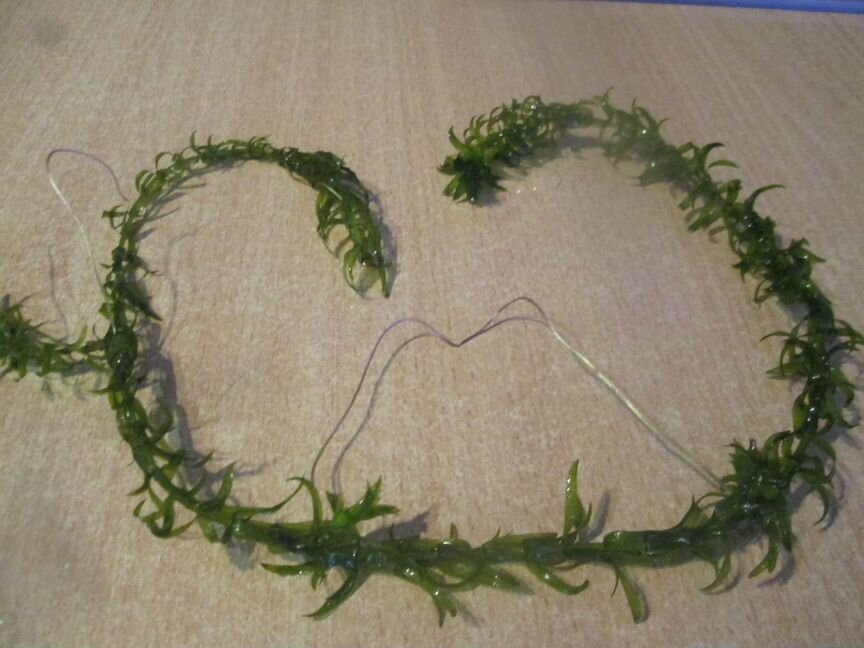 Аквариумные растения