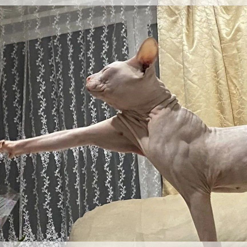 Канадский сфинкс, взрослый кот