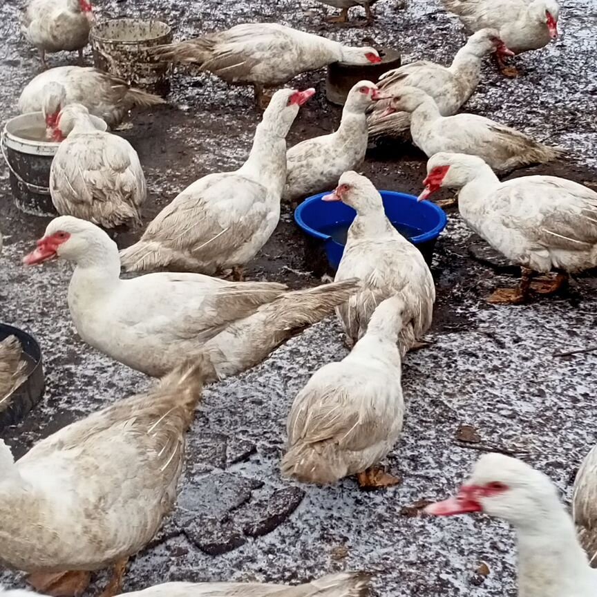 Индоутка домашняя