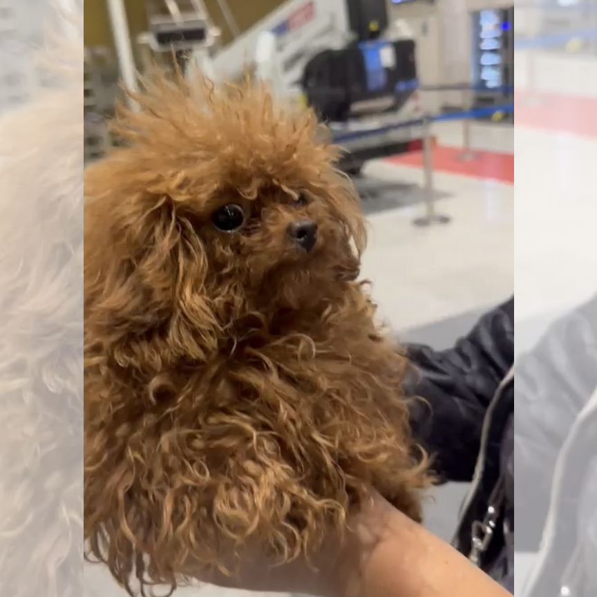 Пудель, взрослый пёс