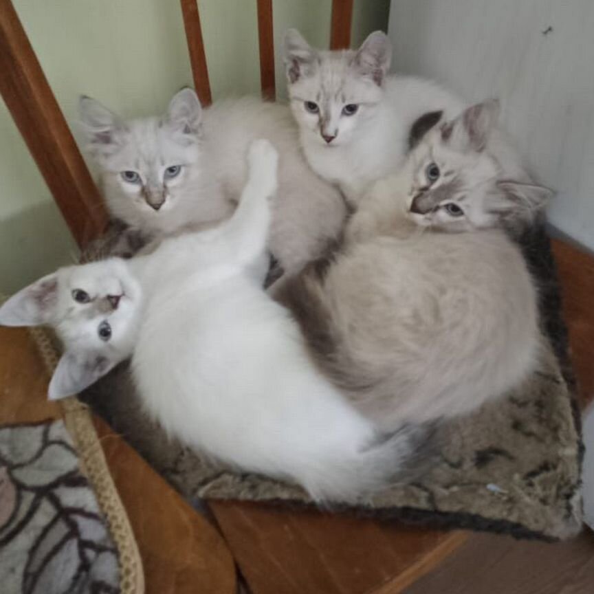 Голубоглазые котята 3 мальчика 1 девочка