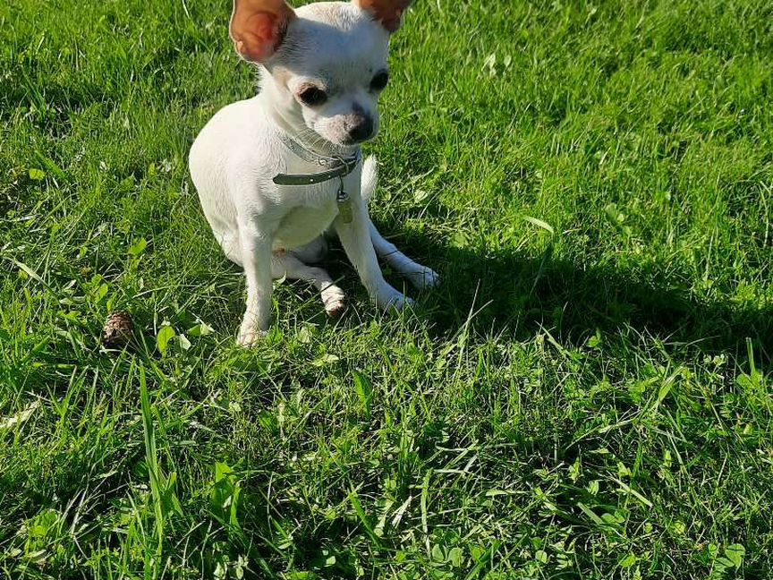 Чихуахуа Вязка