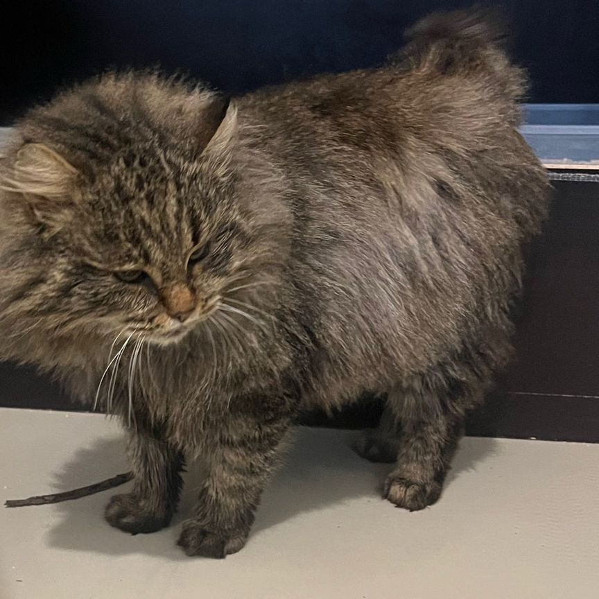 Настоящий сибирский лесной кот