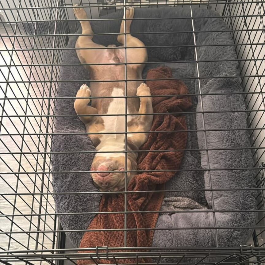 Клетка для животных бу 120х750х800