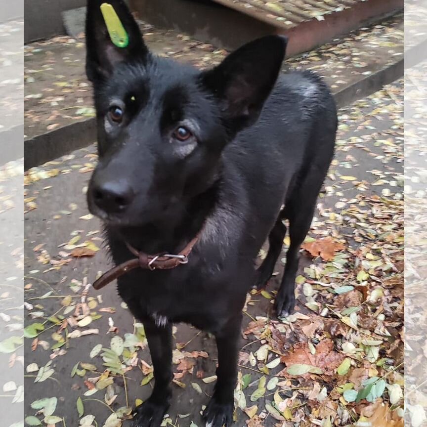 Взрослая собака в добрые руки