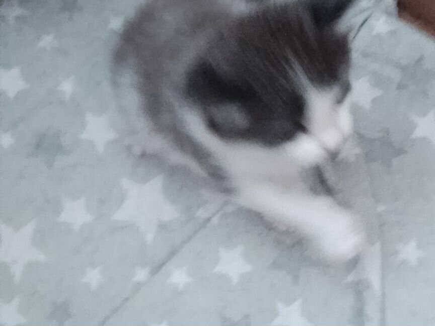 Котята в добрые, заботливые руки