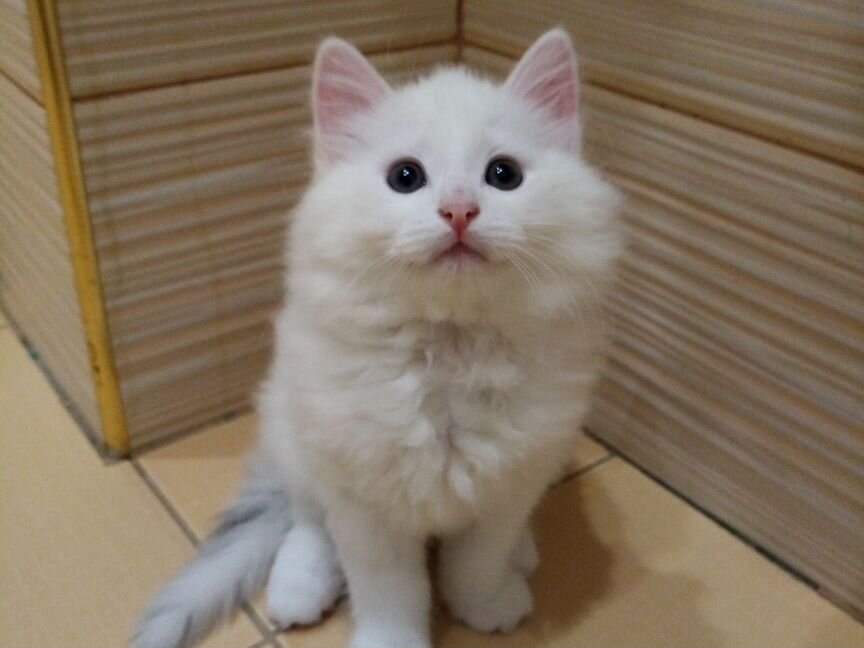 Кошка
