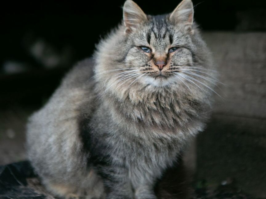 Кошка 2-3 года