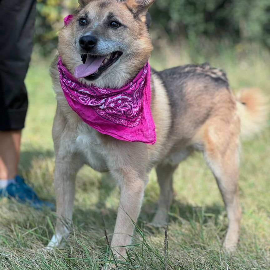 Специфичный пёс Радик из приюта