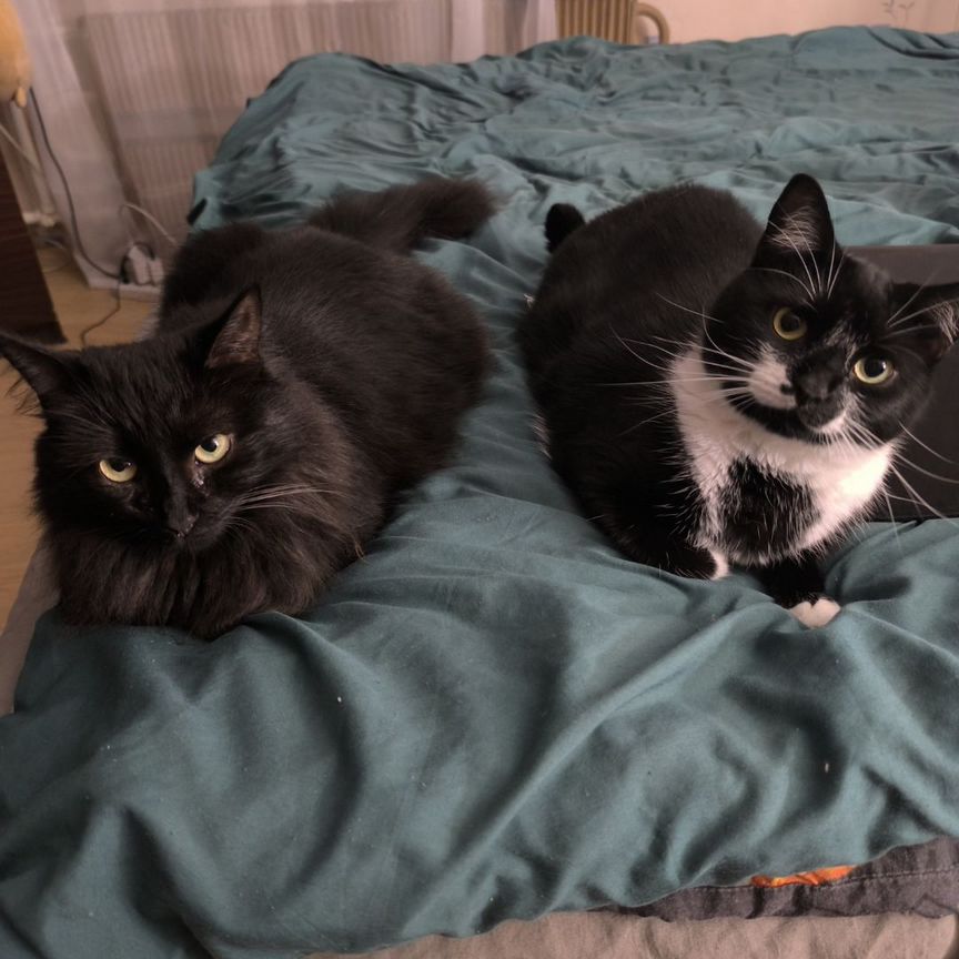 Кошки в добрые руки