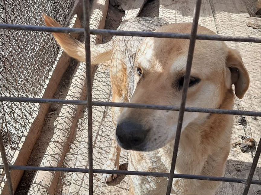 Русский гончий с родословной