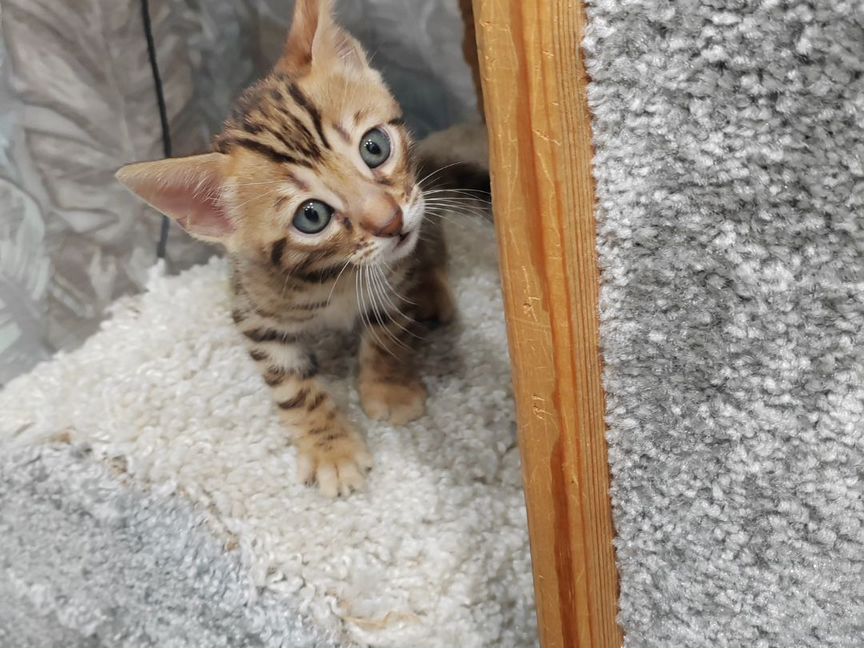 Бенгальская