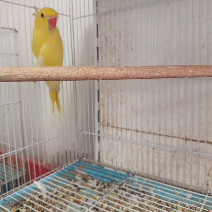 Ожереловый попугай