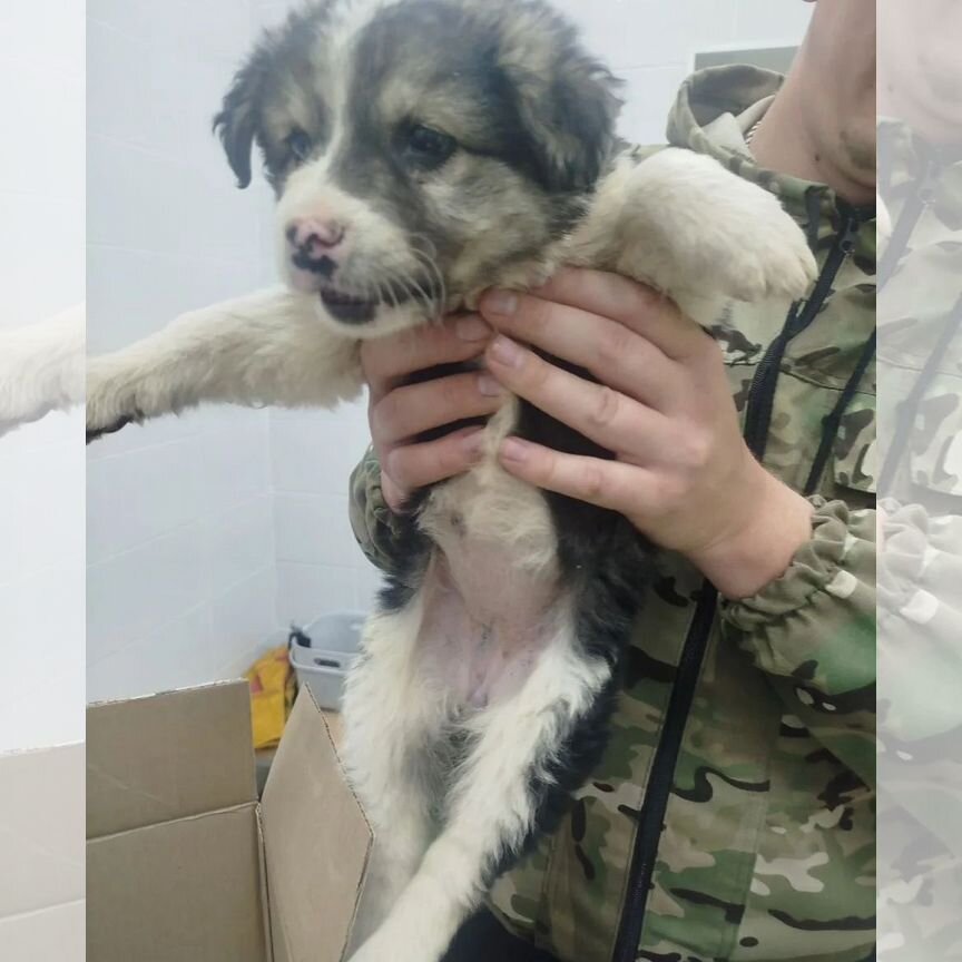 Щенок в добрые руки