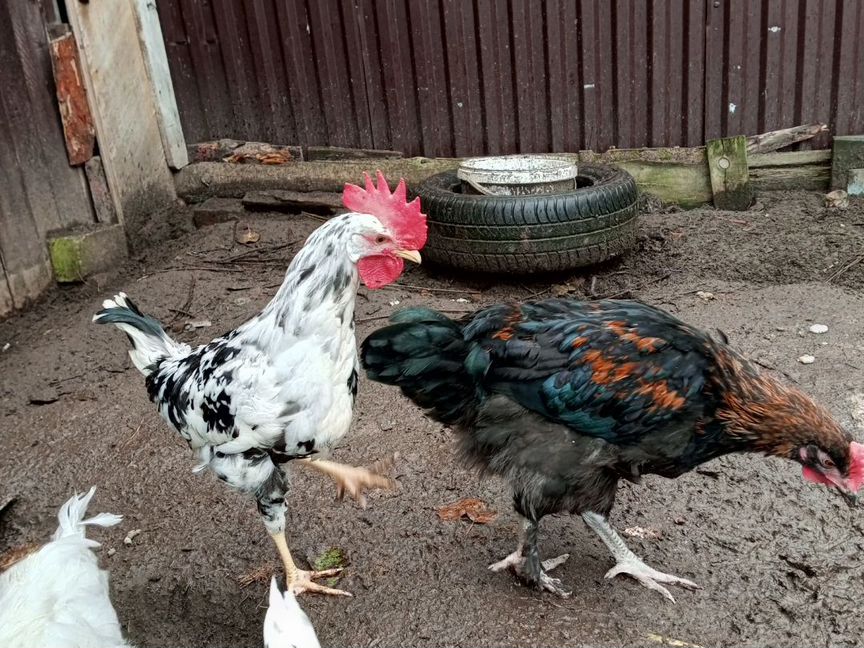 Молодые петухи