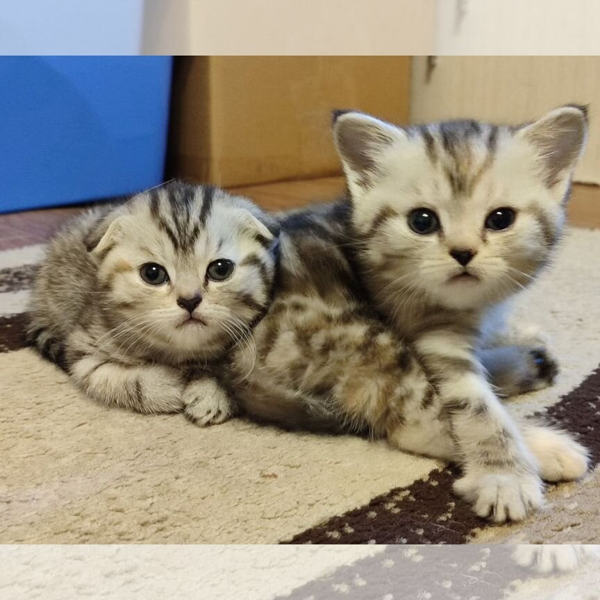 Шотландские котята