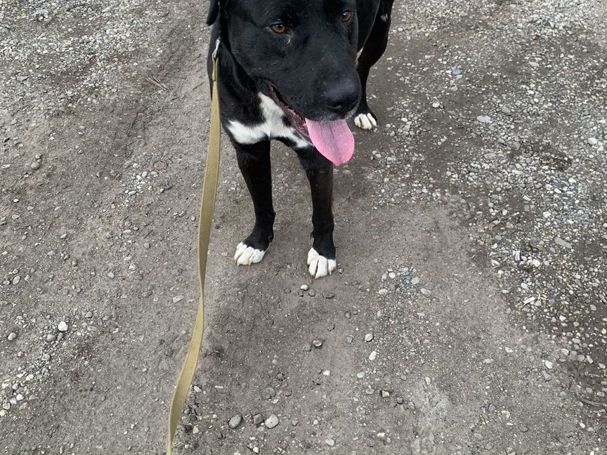 Чернышу нужен дом