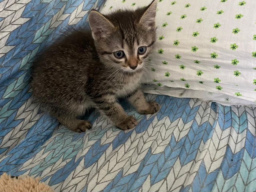 Отдам котёнка