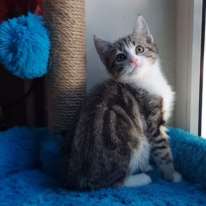 Котенок мальчик ищет дом