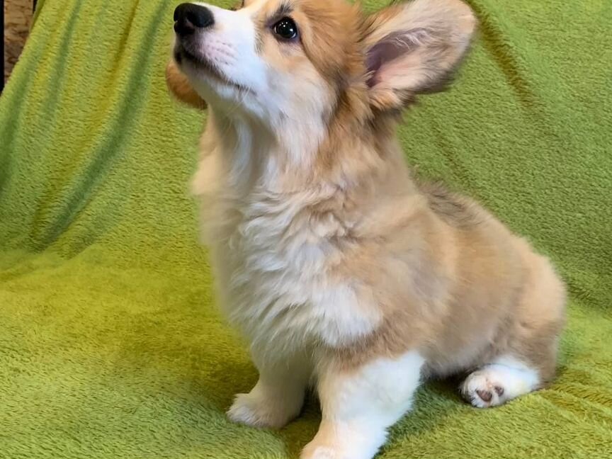 Щенки вельш-корги пемброк