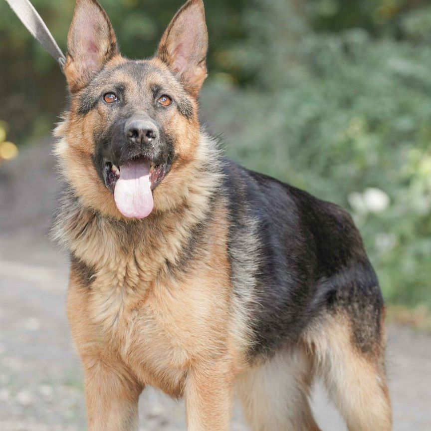 Немецкая овчарка, щенок