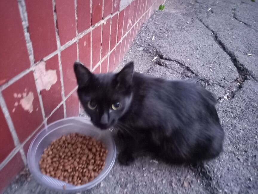 Котёнок из подвала - в добрые руки