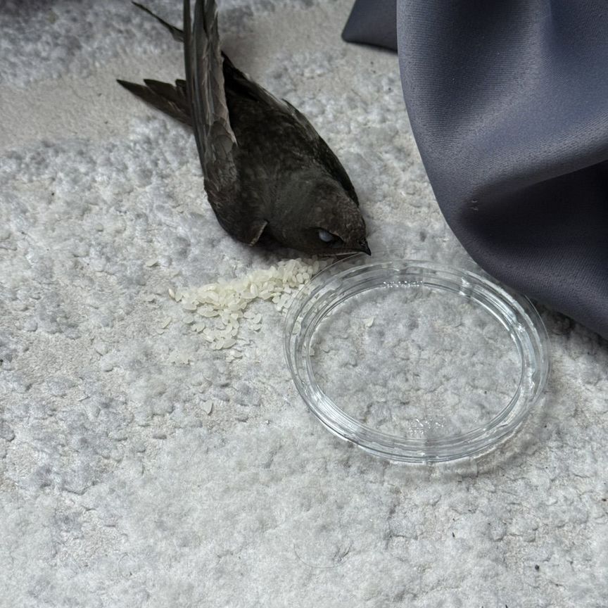 Стриж в добрые руки