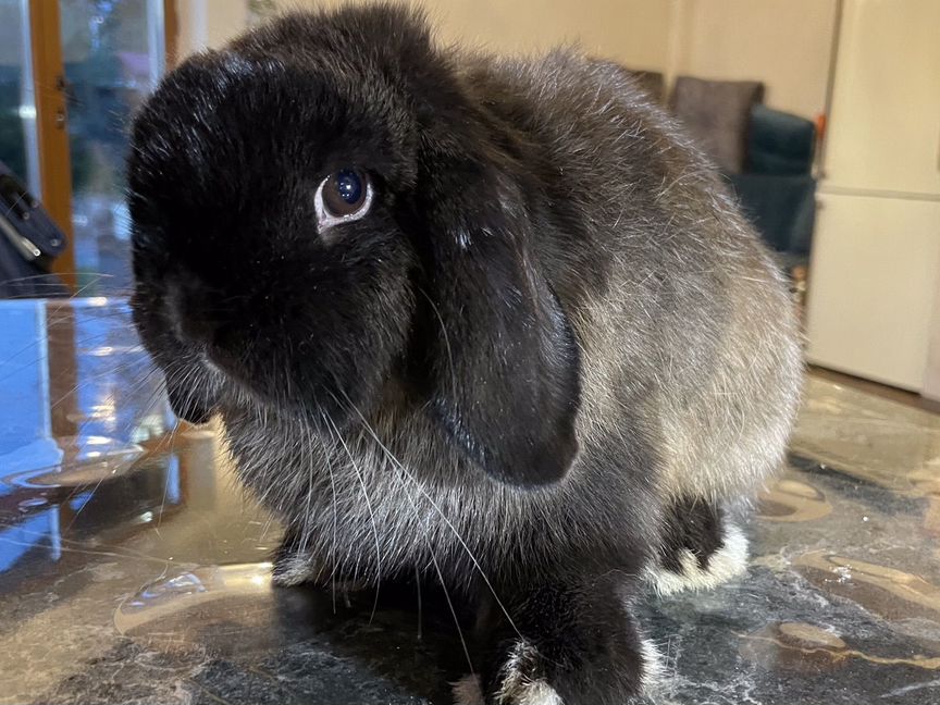 Кролики Минилопы