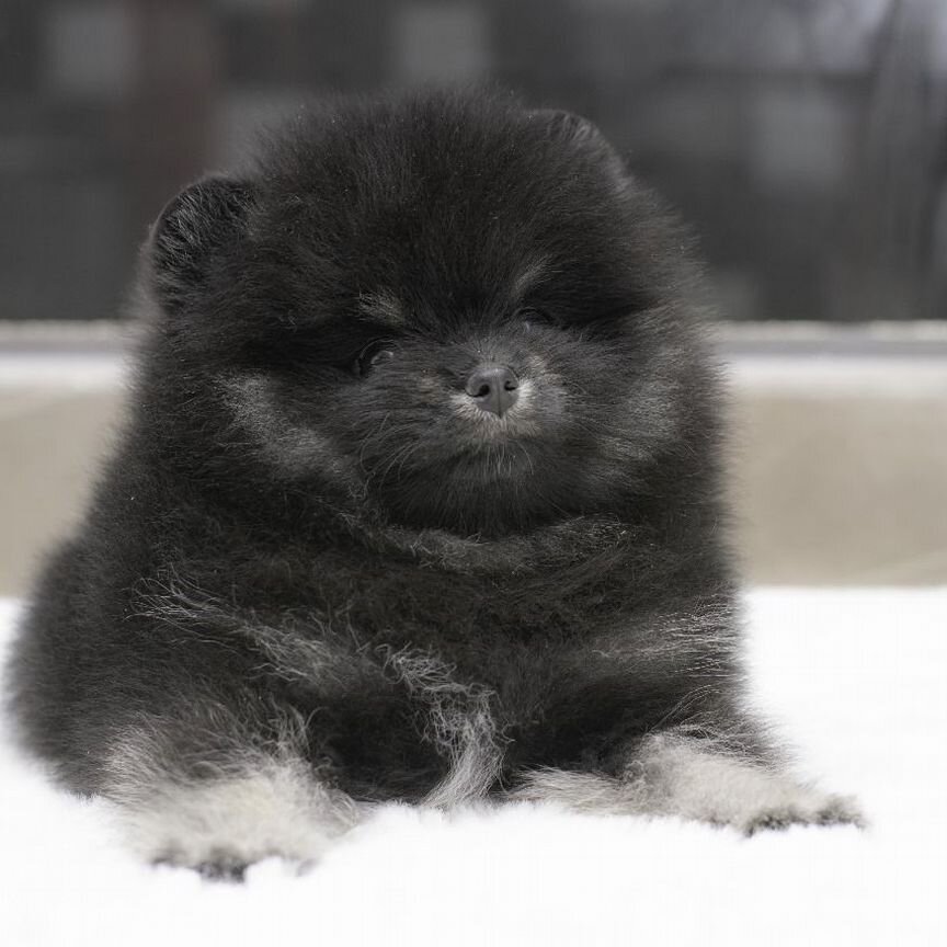 Мишка малышка