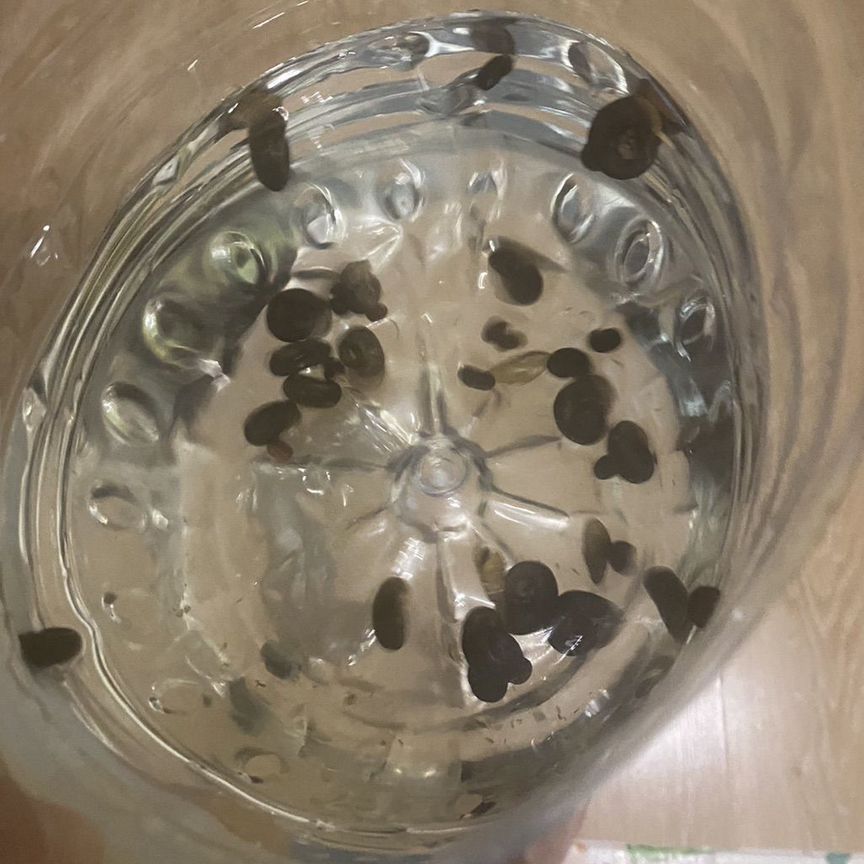 Улитки аквариумные