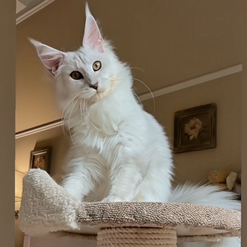 Мейн-кун котёнок