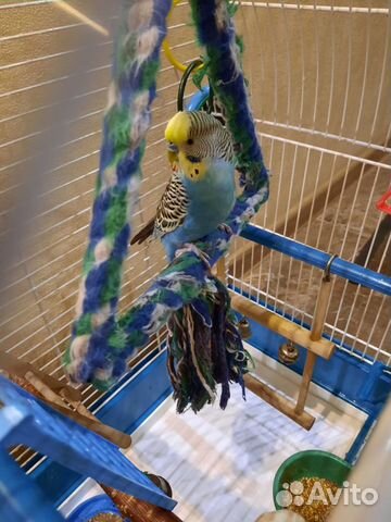 Волнистый попугай с клеткой