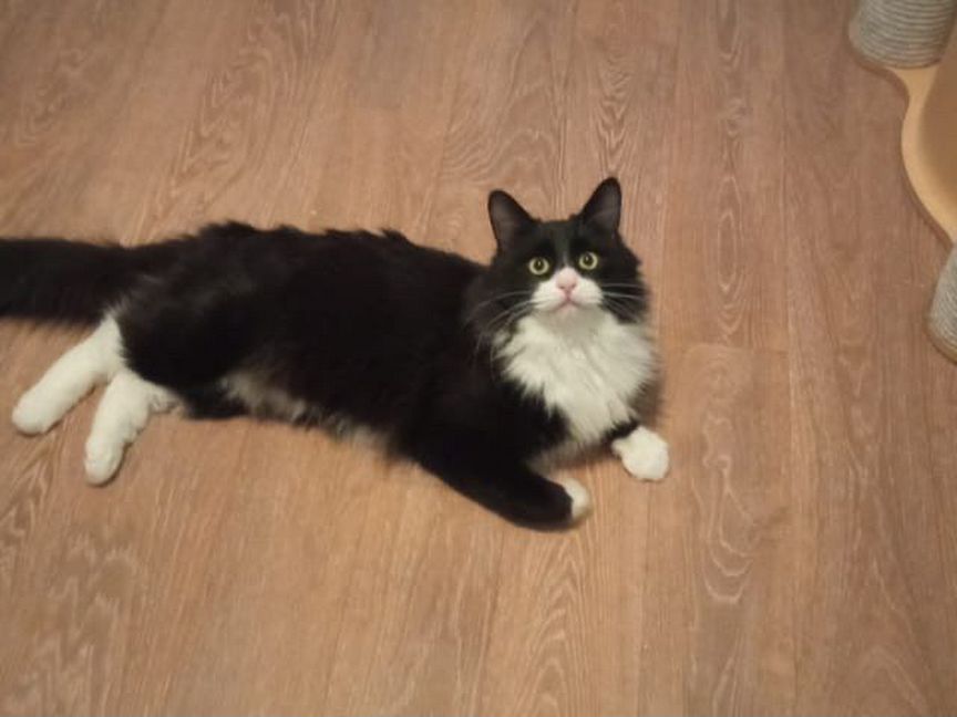 Котик в добрые руки