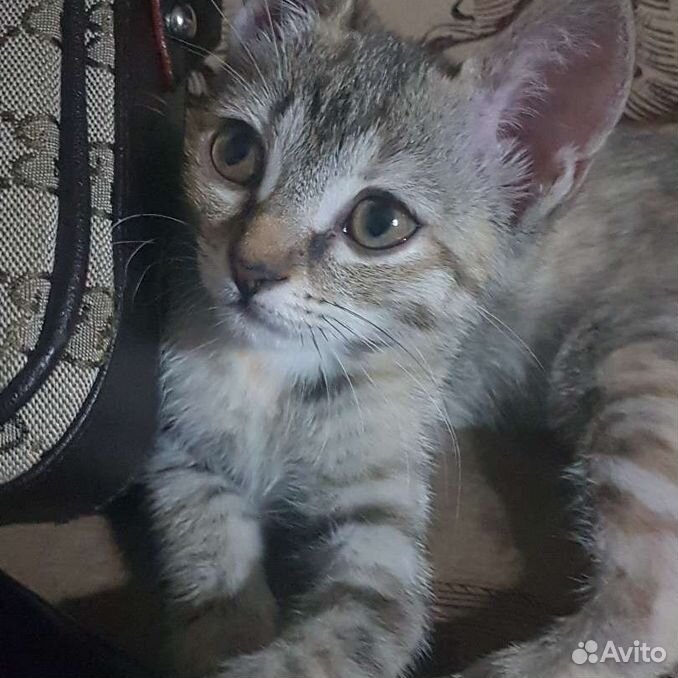 Шотланка трехцветная приют