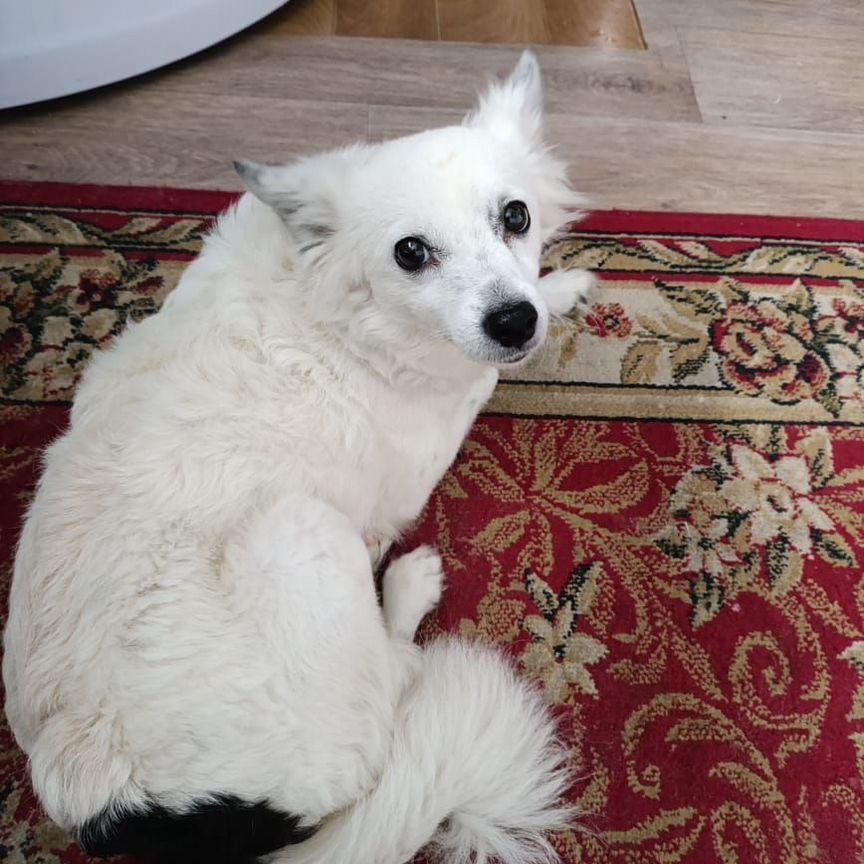 Домашняя собачка