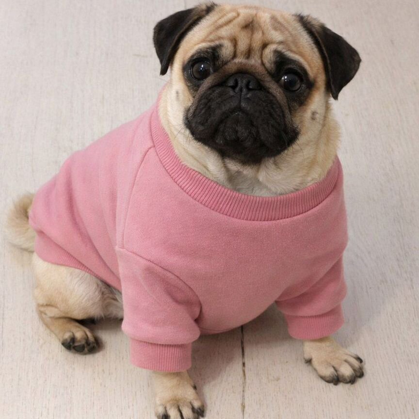 Свитер для мопса, бульдога