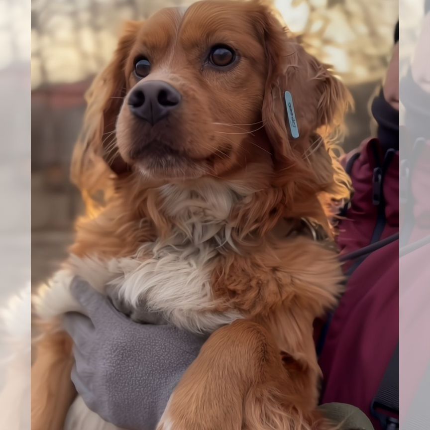 Взрослая собака в добрые руки