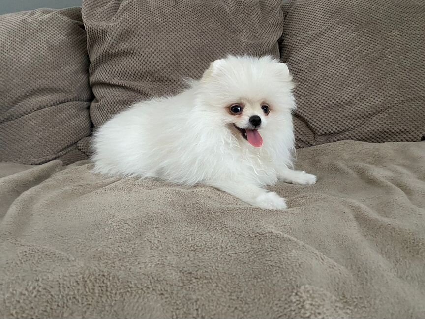 Померанский шпиц девочка