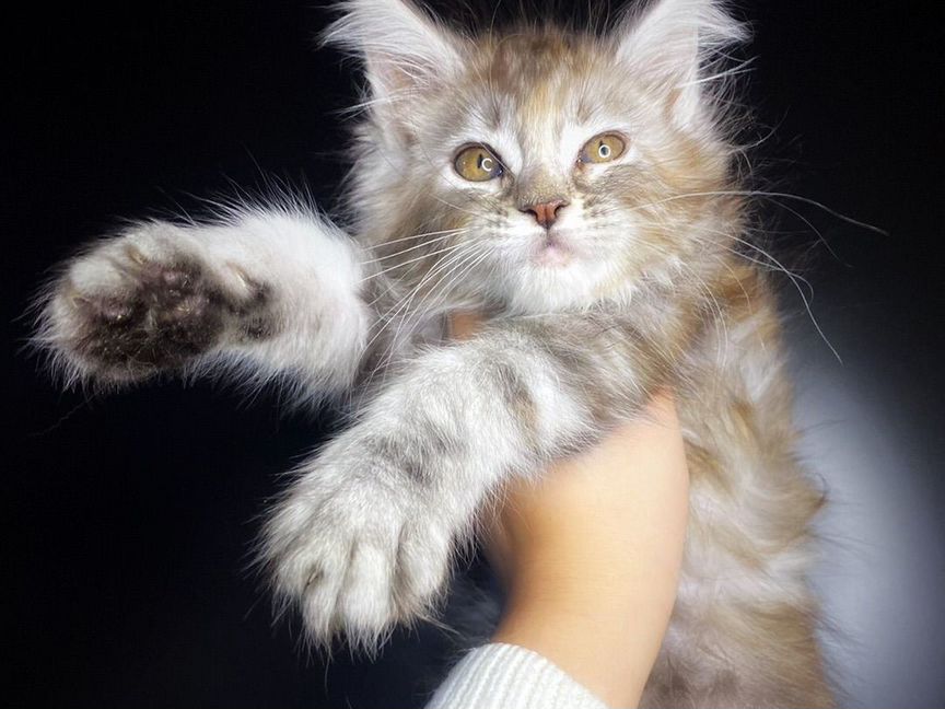 Кошечки котята мейн-куна