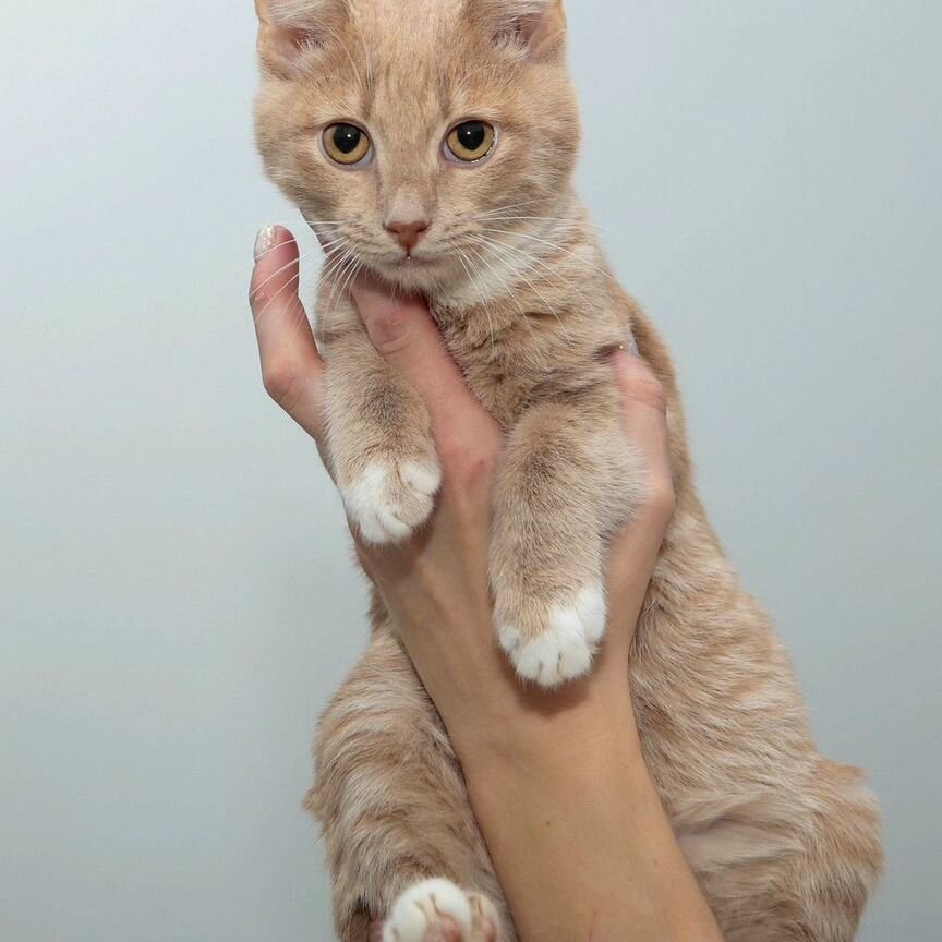 Персиковый малыш ищет дом