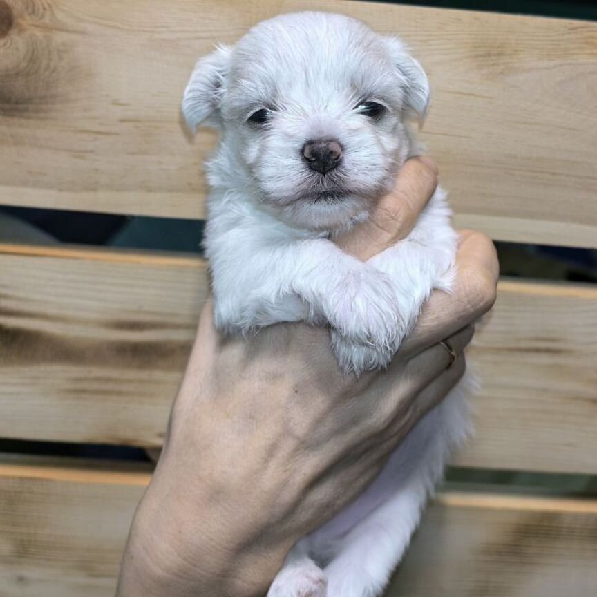 Мальтийская болонка, щенок