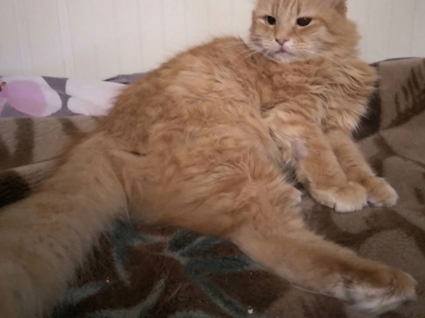 Кот огненно рыжий