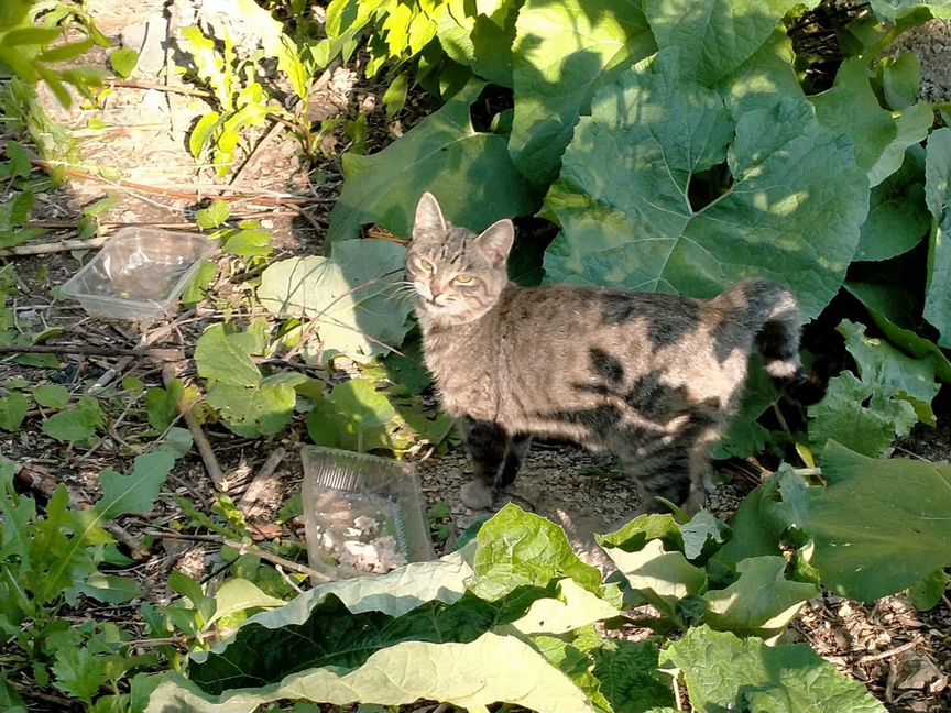 Кошка