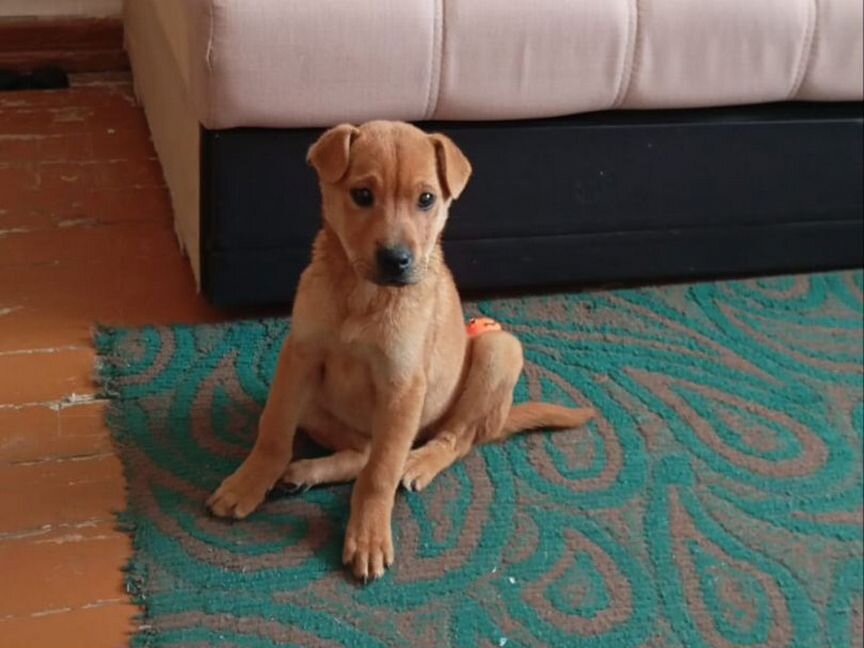 Отдам собаку в хорошие руки