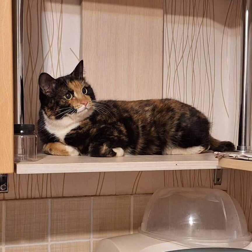 Помогите кошке не остаться на улице