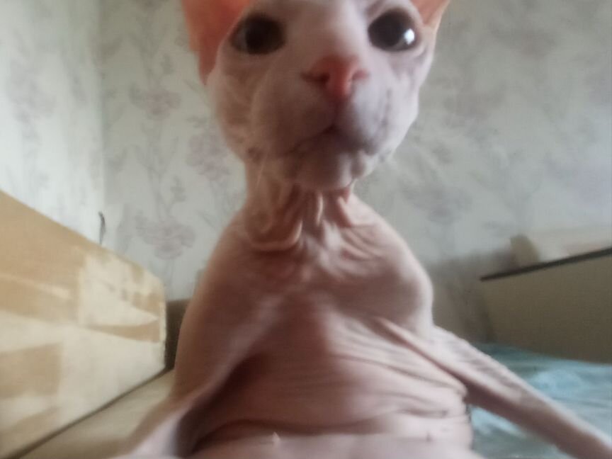 Канадский сфинкс ушастый