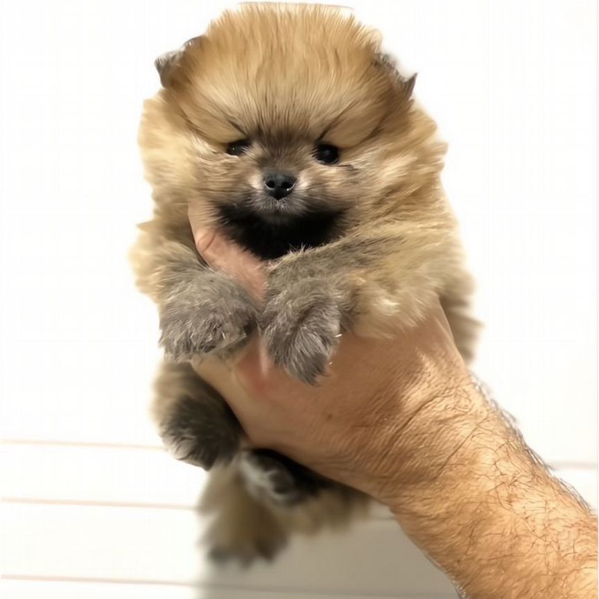 Померанский шпиц, щенок