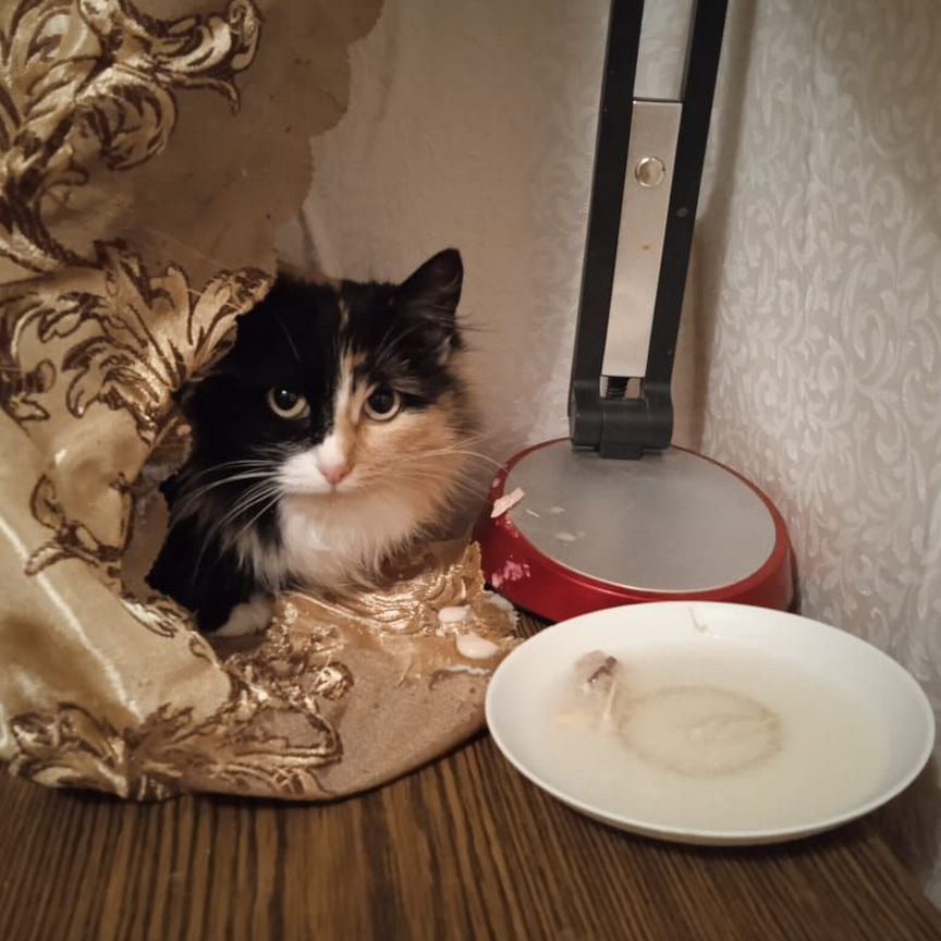 Кошка трехцветка