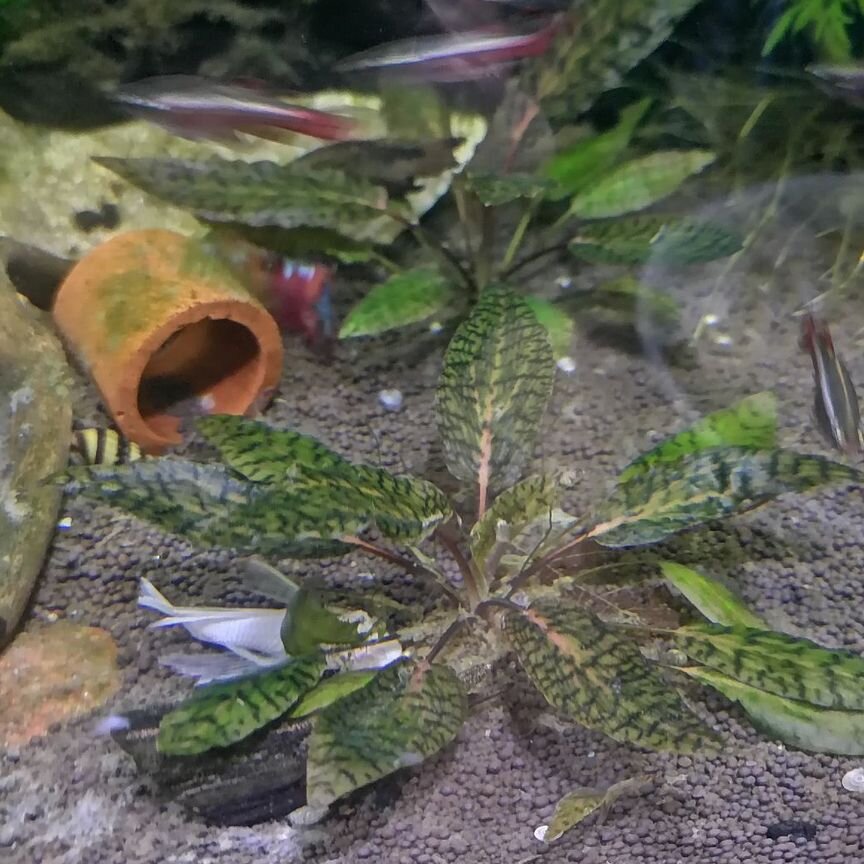 Криптокорина Нури Розен Мейден