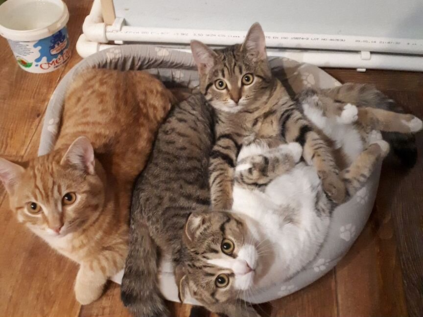 Котята в добрые руки
